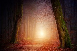 Forest Poems and Poems About Forests — Trees Group